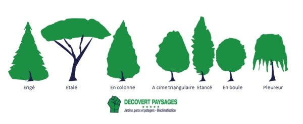 Le port d'un arbre - DECOVERT-PAYSAGES